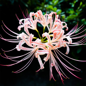 Spider Lily Flower Symbolic Meaning