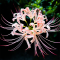 Spider Lily Flower Symbolic Meaning