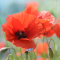 August Birth Flowers: Gladiolus & Poppy Symbolic Meaning