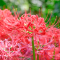 Spider Lily Flower Symbolic Meaning