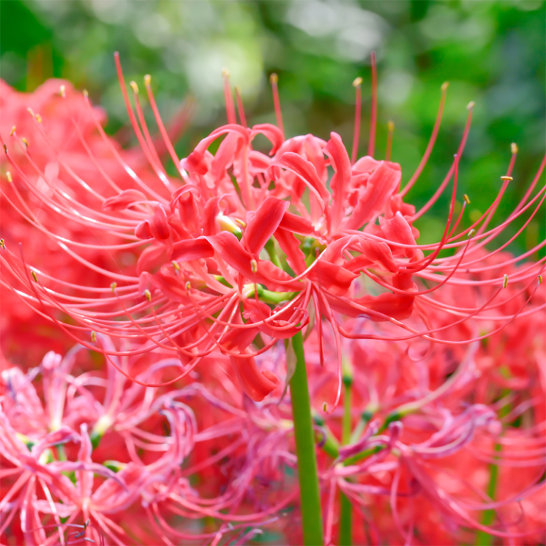 Red Spider Lily Symbolic Meaning