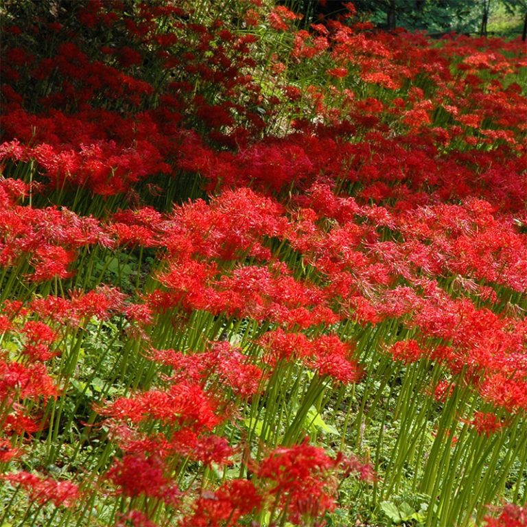 Spider Lily Flower Symbolic Meaning
