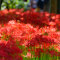 Spider Lily Flower Symbolic Meaning