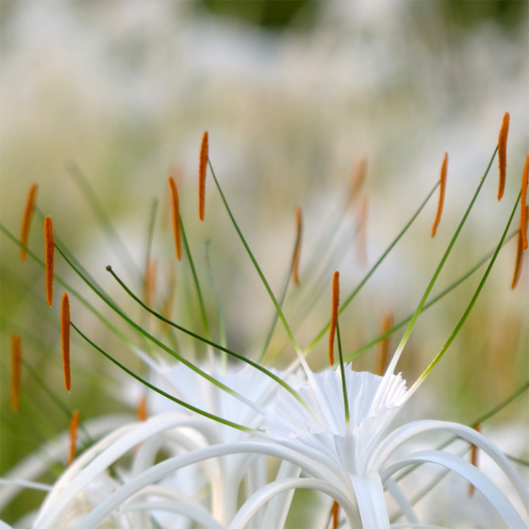 Spider Lily Flower Symbolic Meaning