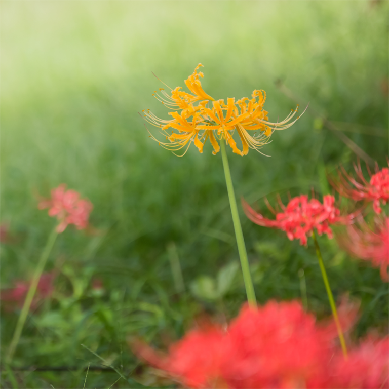 Spider Lily Flower Symbolic Meaning