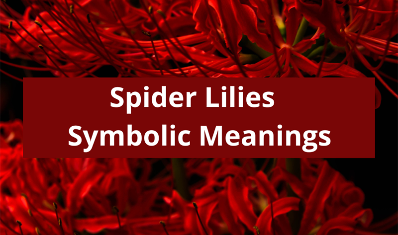Spider Lily Flower Symbolic Meaning - Symbolic Meaning Of A Flower