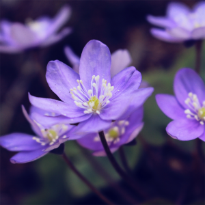 February Birth Flowers: Violet & Primrose Symbolic Meanings