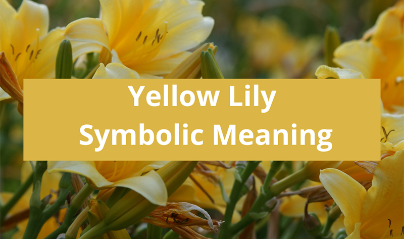Yellow Lily Symbolic Meaning - Symbolic Meaning Of A Flower