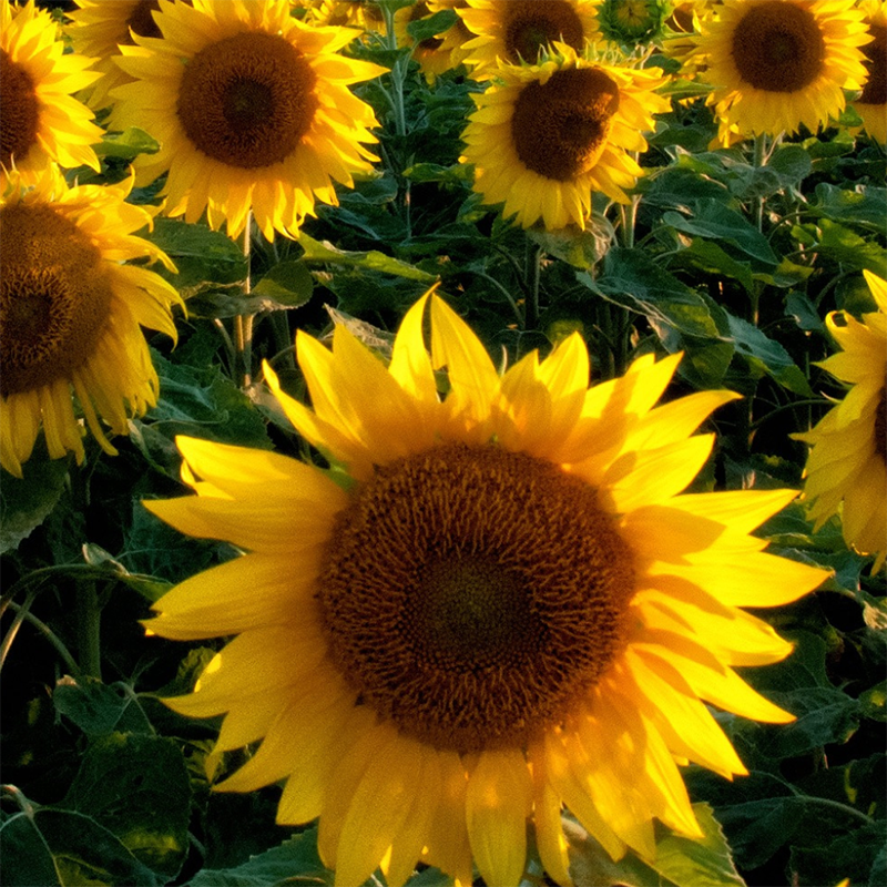 Sunflower Birth Flower