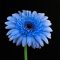 Blue Daisy Symbolic Meaning
