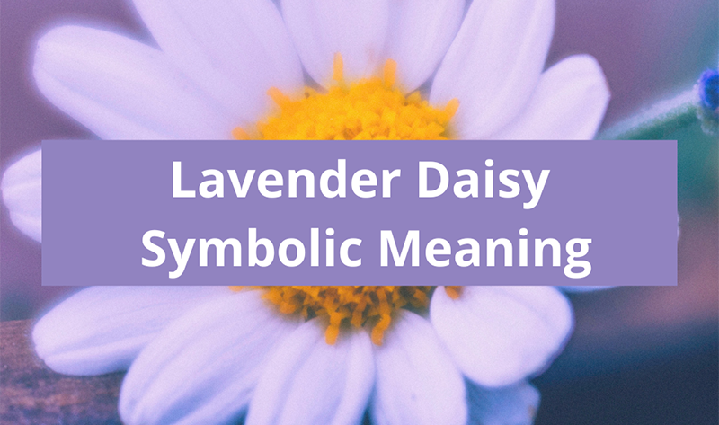 Lavender Daisy Symbolic Meaning - Symbolic Meaning Of A Flower