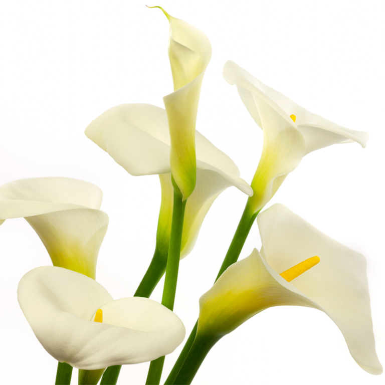 Lily Flower Symbolic Meaning
