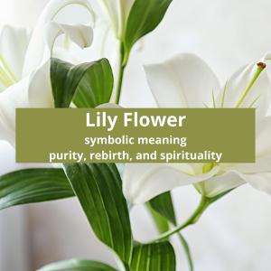 Lily Flower Symbolic Meaning