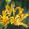 Spider Lily Flower Symbolic Meaning