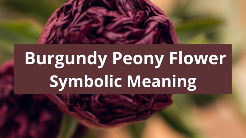 Burgundy Peony Flower: Symbolic Meaning - Symbolic Meaning Of A Flower