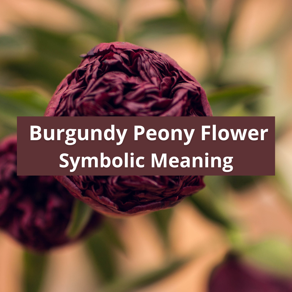 Burgundy Peony Flower: Symbolic Meaning - Symbolic Meaning Of A Flower