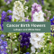 Cancer Birth Flowers: Larkspur & White Rose Zodiac Zodiac Flower ...