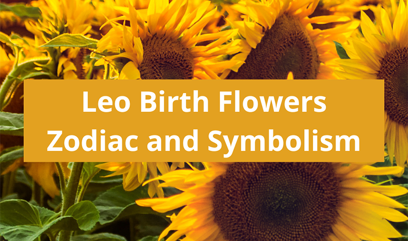 Leo Birth Flowers: Sunflower & Marigold Zodiac Flower Symbolism ...