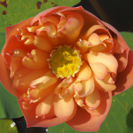 Orange Lotus Flower: Symbolic Meaning and Spiritual Symbolism