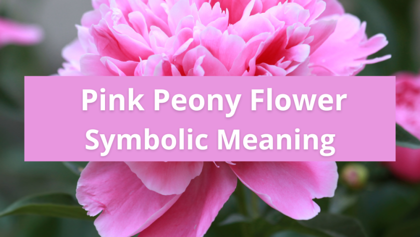 Pink Peony Flowers: Symbolic Meaning - Symbolic Meaning Of A Flower