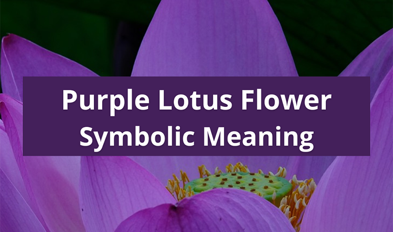 Lotus Flower Color Meaning | Best Flower Site