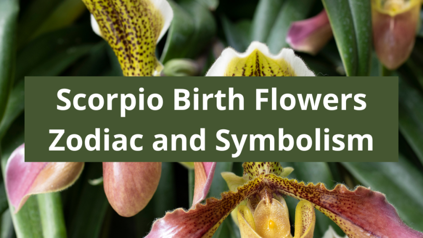 Scorpio Birth Flowers: Marigolds and Lady Slipper Orchids Zodiac Flower ...