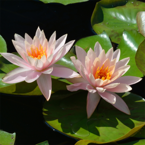 July Birth Flowers: Water Lily& Larkspur Symbolic Meaning