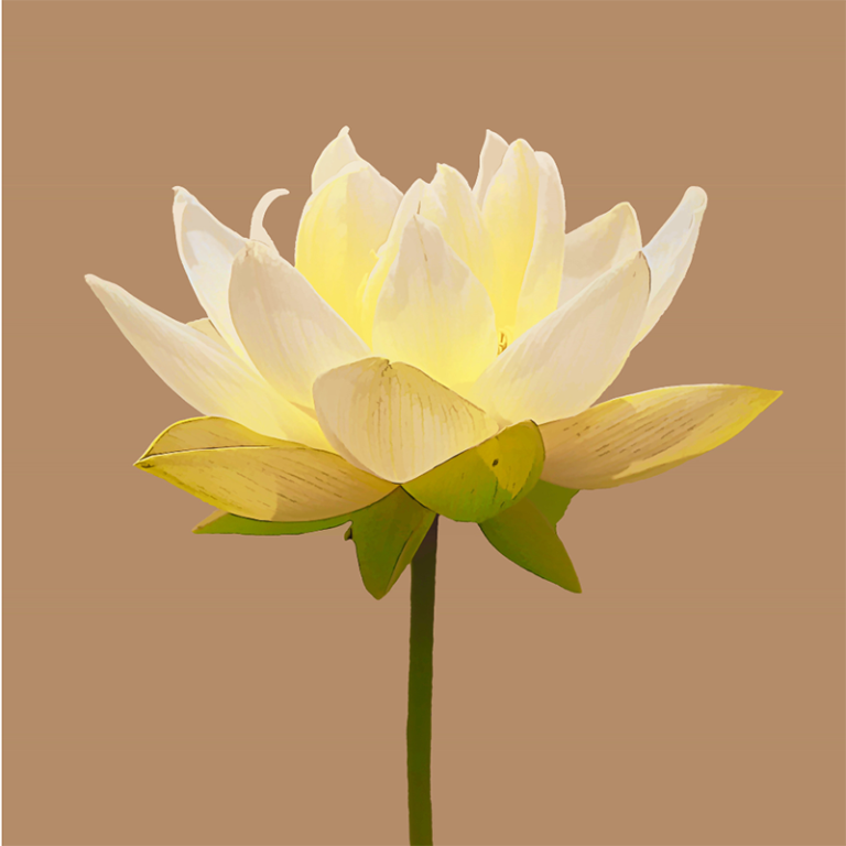 Yellow Lotus Flowers: Symbolic Meaning and Symbolism