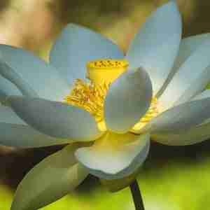 Blue Lotus Flowers: Symbolic Meaning and Symbolism