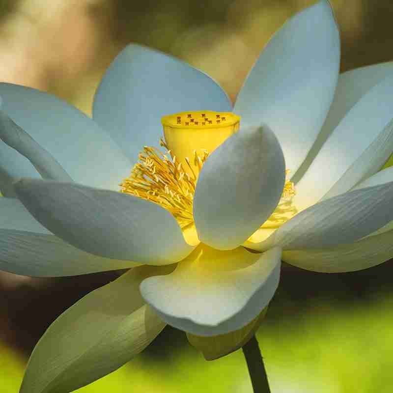 Yellow Lotus Flower Meaning