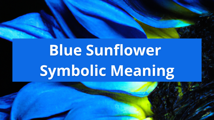 Blue Sunflower: Symbolic Meaning - Symbolic Meaning Of A Flower