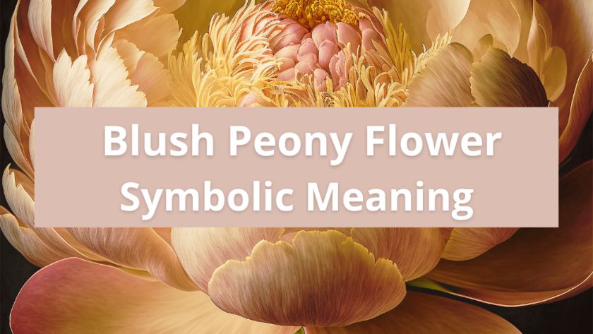 Blush Peony Flowers: Symbolic Meaning - Symbolic Meaning Of A Flower