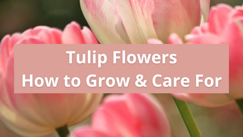 How to Grow and Care for Tulip Flowers - Symbolic Meaning Of A Flower