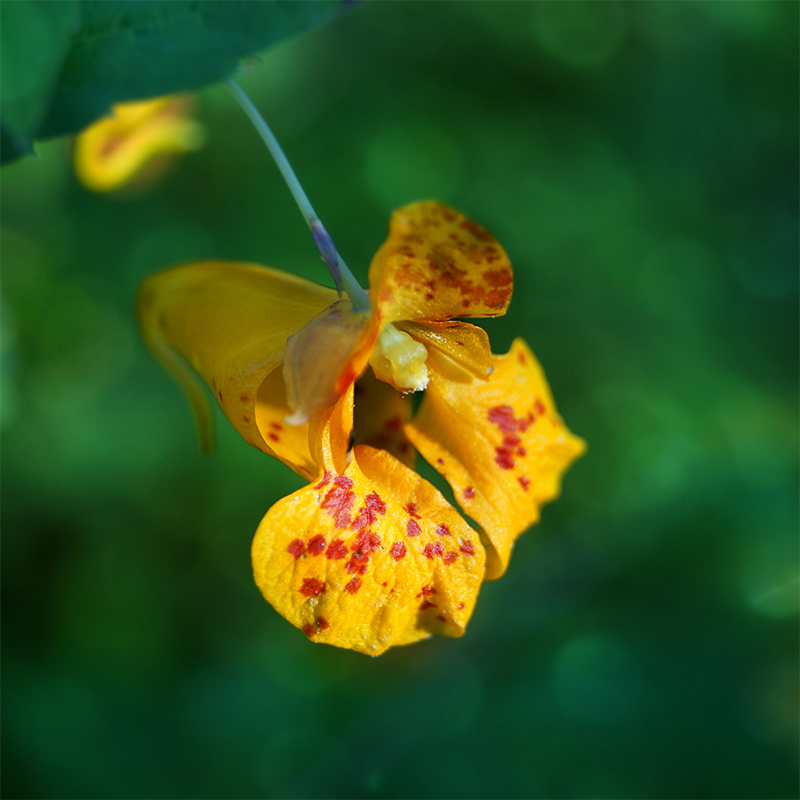 Jewelweed Flower: Symbolic Meaning