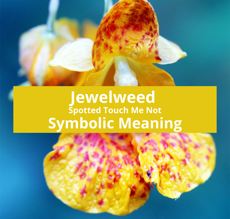 Jewelweed Flower: Symbolic Meaning - Symbolic Meaning Of A Flower