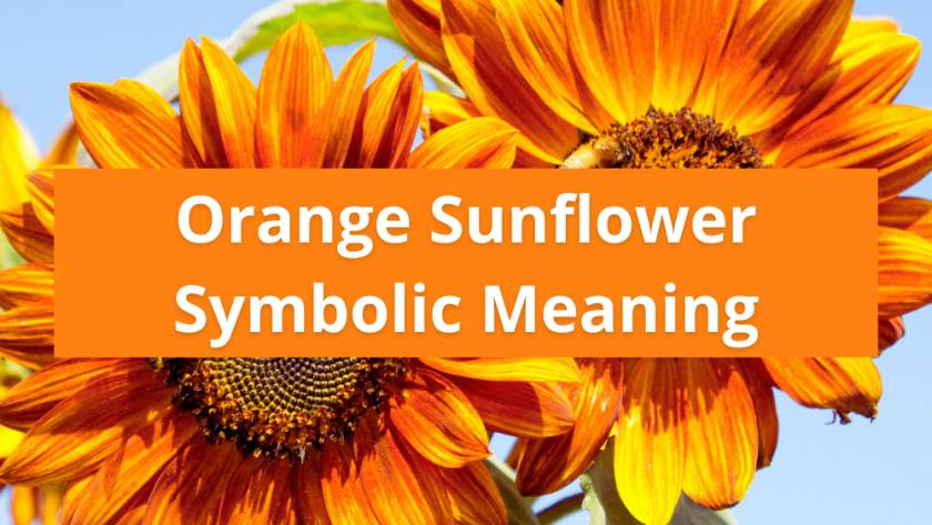 Orange Sunflower: Symbolic Meaning - Symbolic Meaning Of A Flower