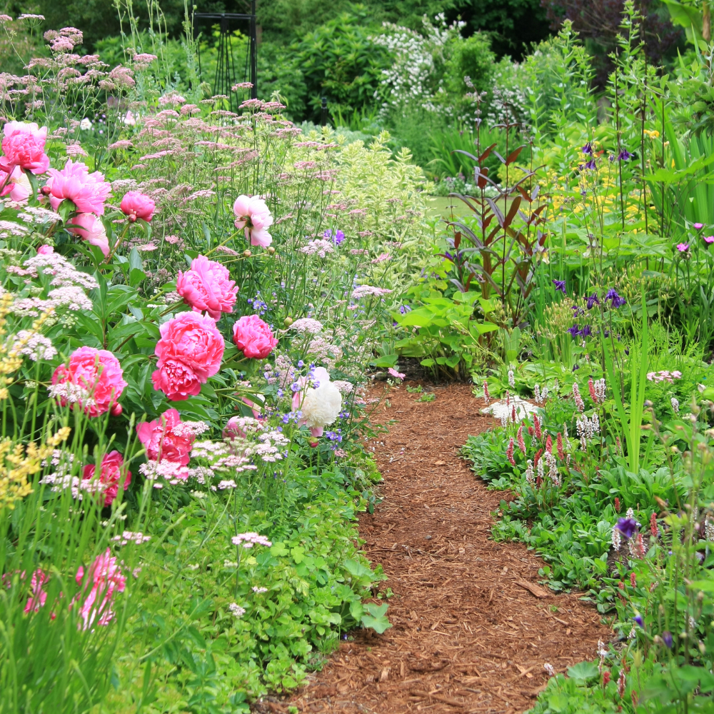 How to Grow and Care for Peony Flowers