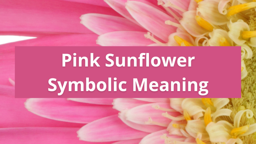 Pink Sunflower: Symbolic Meaning - Symbolic Meaning Of A Flower