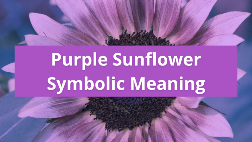 Purple Sunflower: Symbolic Meaning - Symbolic Meaning Of A Flower