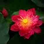 Red Flowers: Names, Symbolic Meaning
