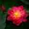 Red Lotus Flowers: Symbolic Meaning and Symbolism
