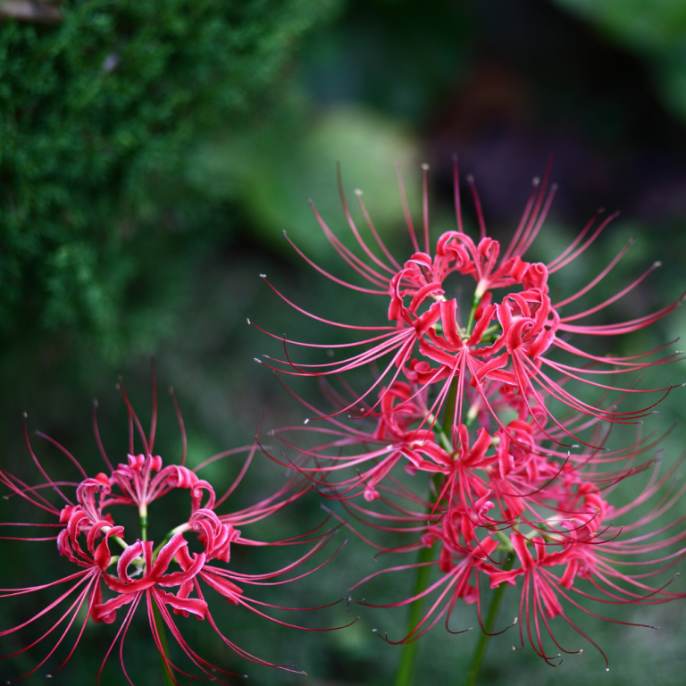 How to Grow and Care for Spider Lily Flowers