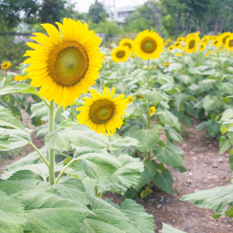 How to Grow and Care for Sunflowers