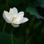 White Lotus Symbolic Meaning & Spiritual Symbolism