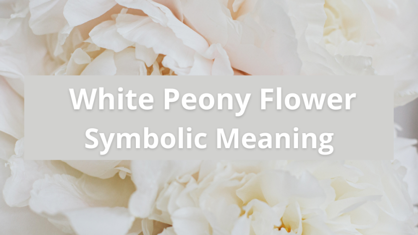 White Peony Flowers: Symbolic Meaning - Symbolic Meaning Of A Flower