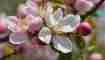Michigan State Flower: Apple Blossom, Meaning and Symbolism
