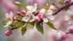 Michigan State Flower: Apple Blossom, Meaning and Symbolism
