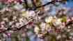 Michigan State Flower: Apple Blossom, Meaning and Symbolism