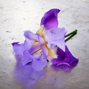 What is the national flower of Croatia, Meaning and Symbolism