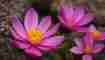 Montana State Flower: Bitterroot, Meaning and Symbolism